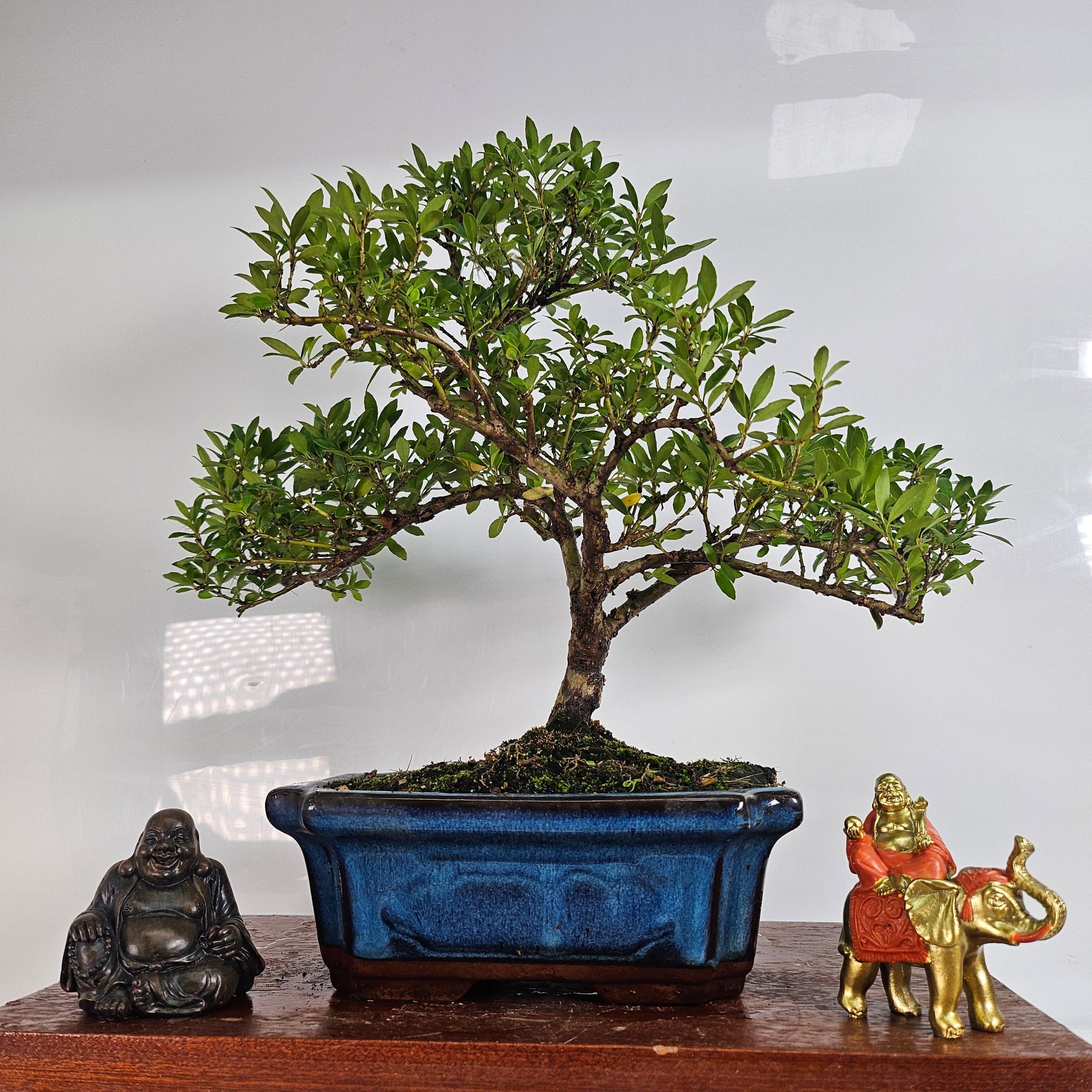 Ilex Crenata Bonsai Tree