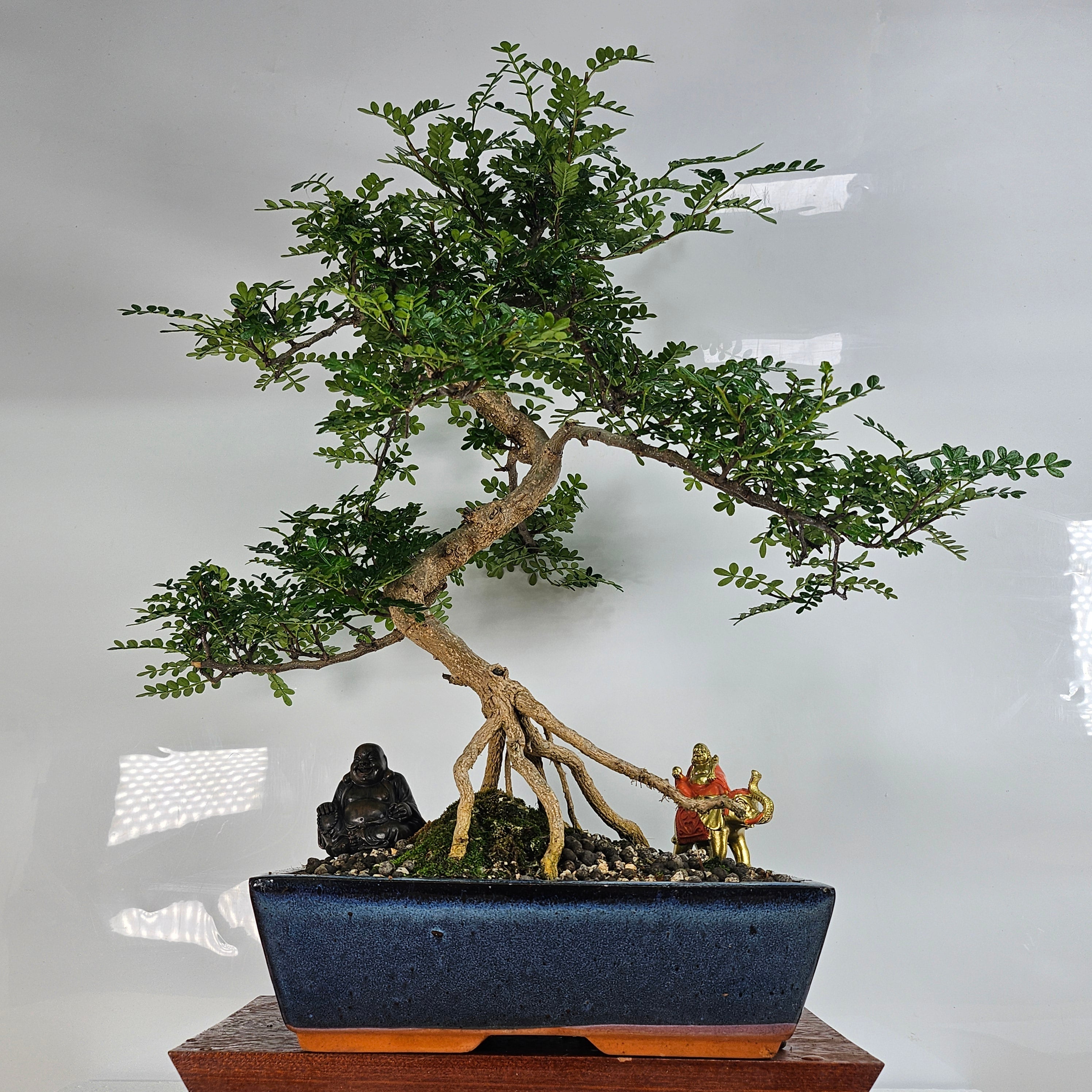 Chinese Pepper (Zanthoxylum Pipertum) Bonsai Tree | Shaped | In 30cm P ...