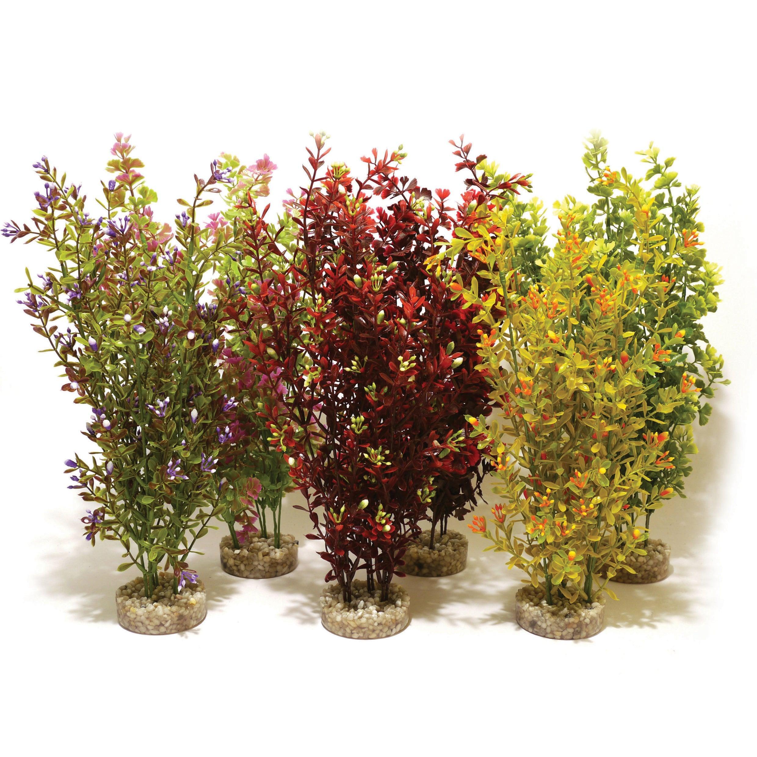 Rosewood Cocktail Plant Maxi x6 – Bidnamic Store